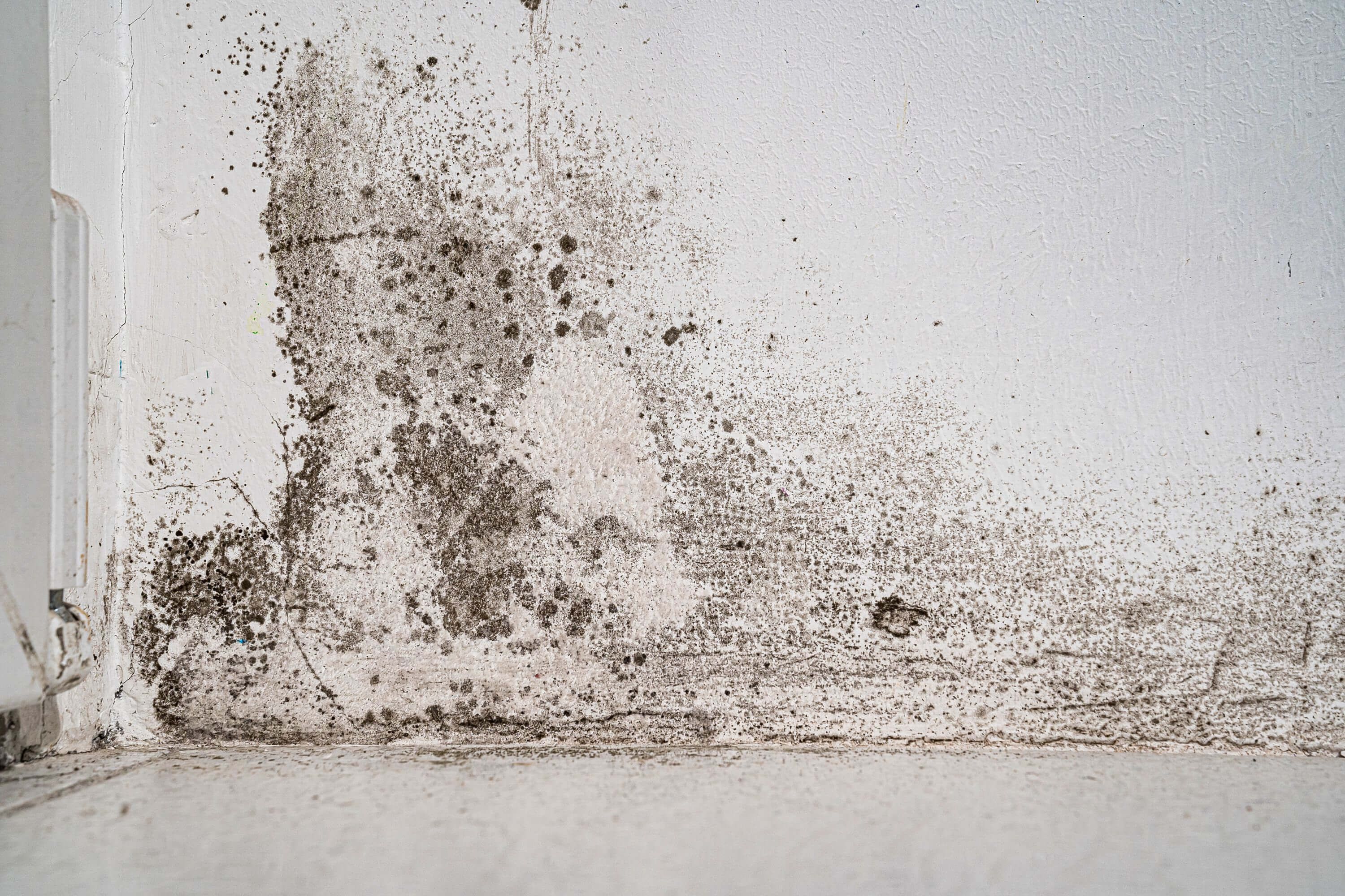 Tips for Removing Mold and Mildew from Walls Post Rainy Season